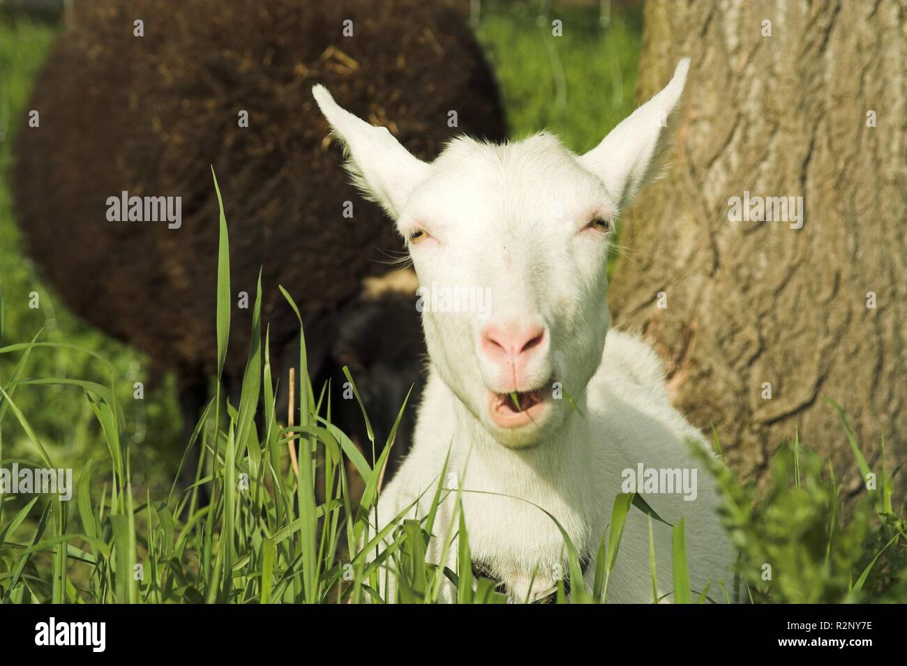 Goat browse hi-res stock photography and images - Alamy
