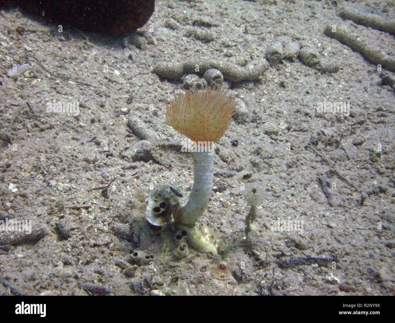 Crayfish worm hi-res stock photography and images - Alamy