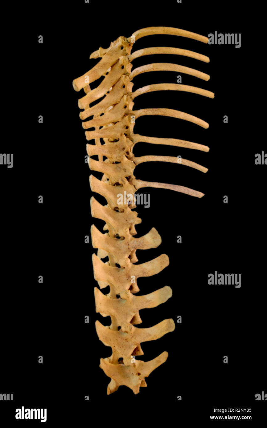 Animal spine hi-res stock photography and images - Alamy