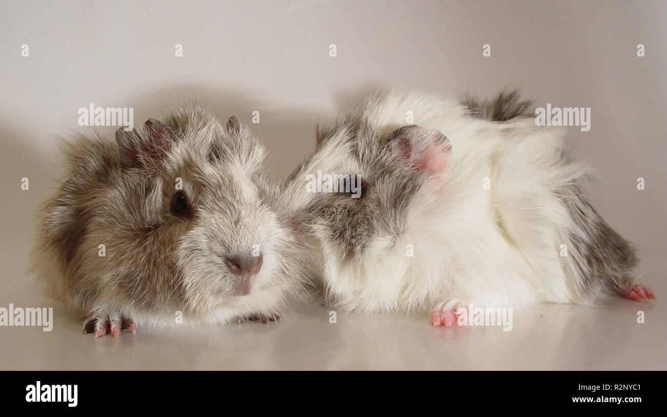 Pig hairs hi-res stock photography and images - Alamy