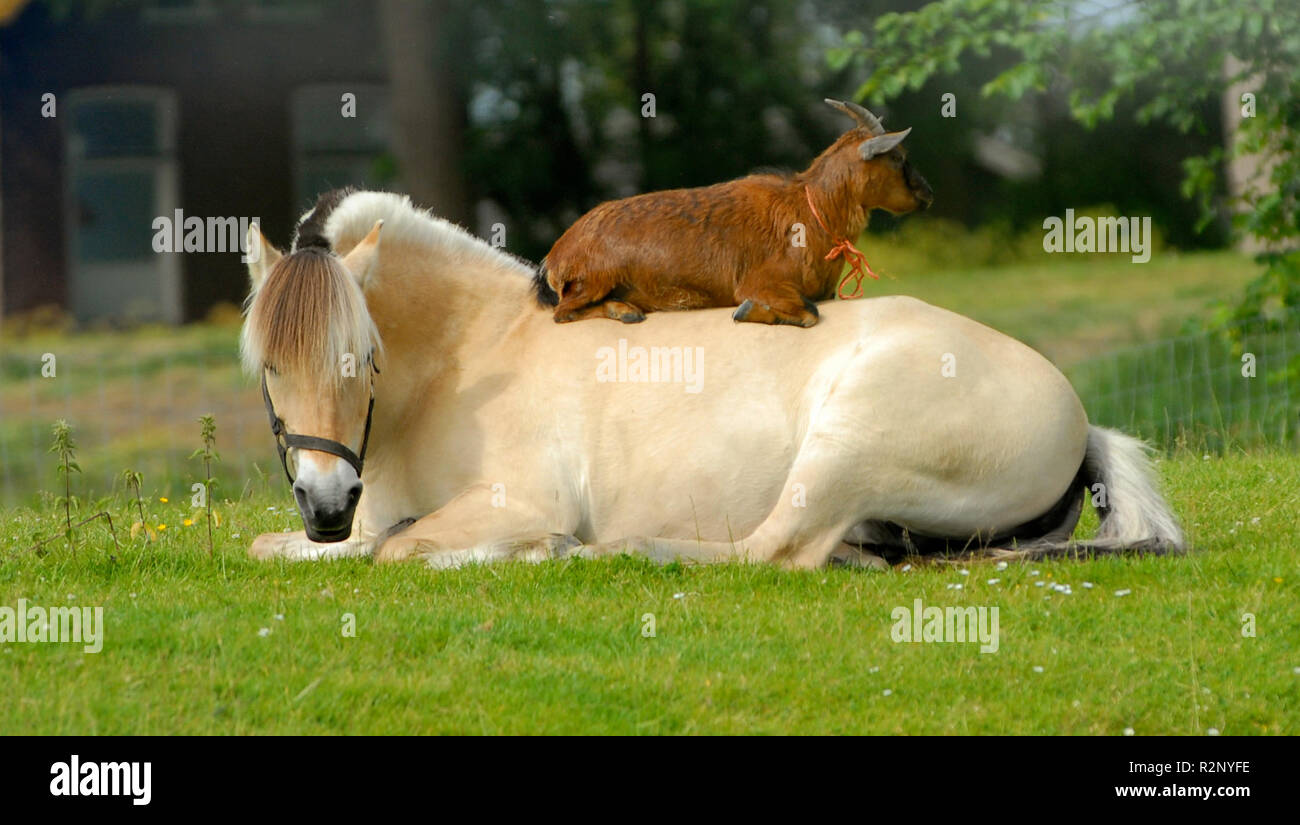 Tierfreundschaft hi-res stock photography and images - Alamy