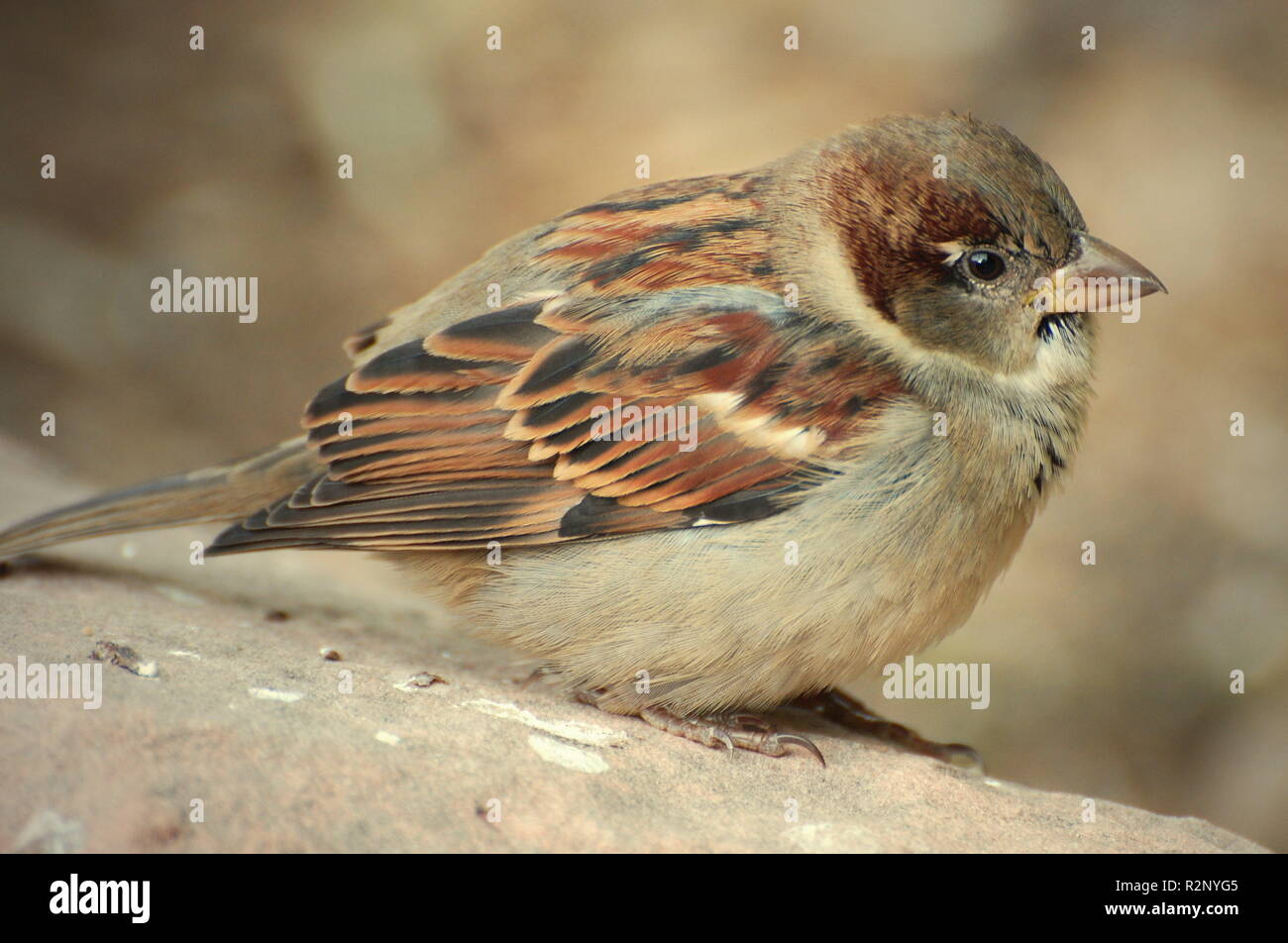 Little bird claws hi-res stock photography and images - Alamy