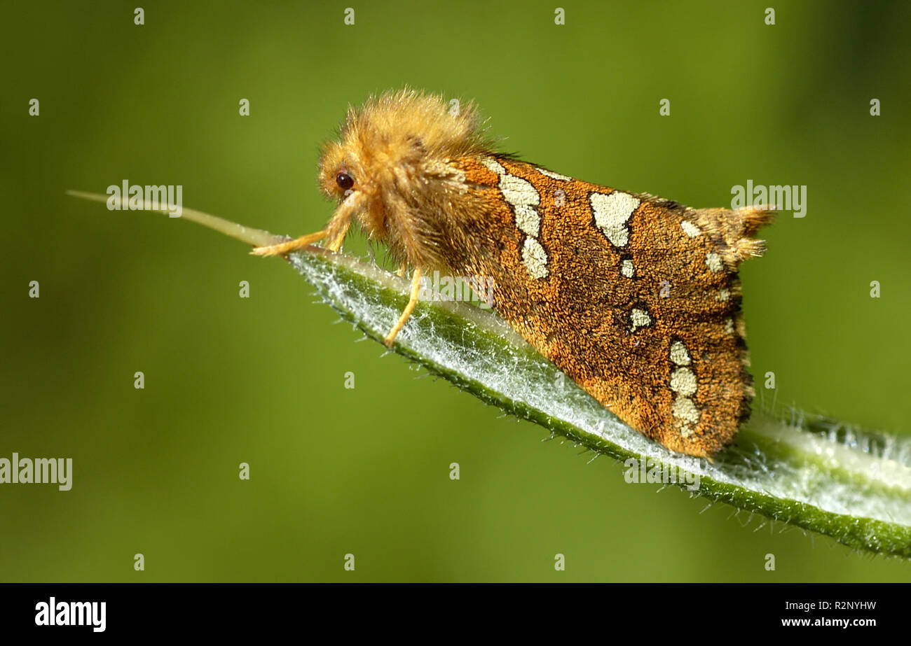 Gold swift moth hi-res stock photography and images - Alamy
