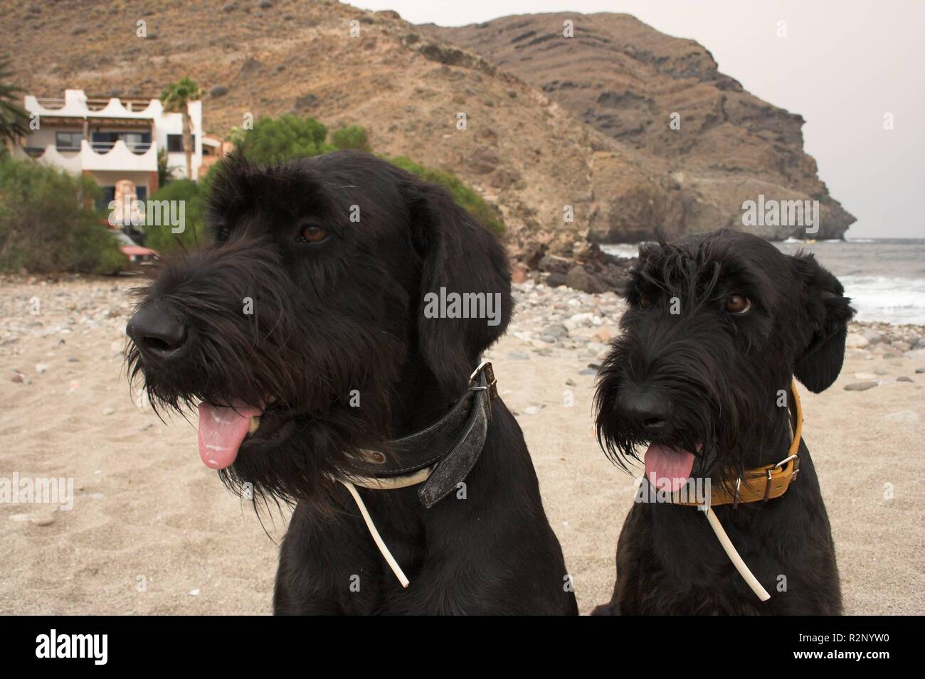 Bonnie the dog hi-res stock photography and images - Alamy