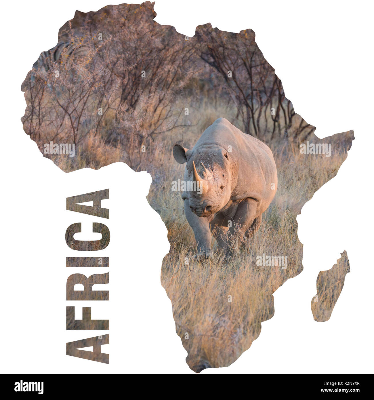 Rhino outline hi-res stock photography and images - Alamy