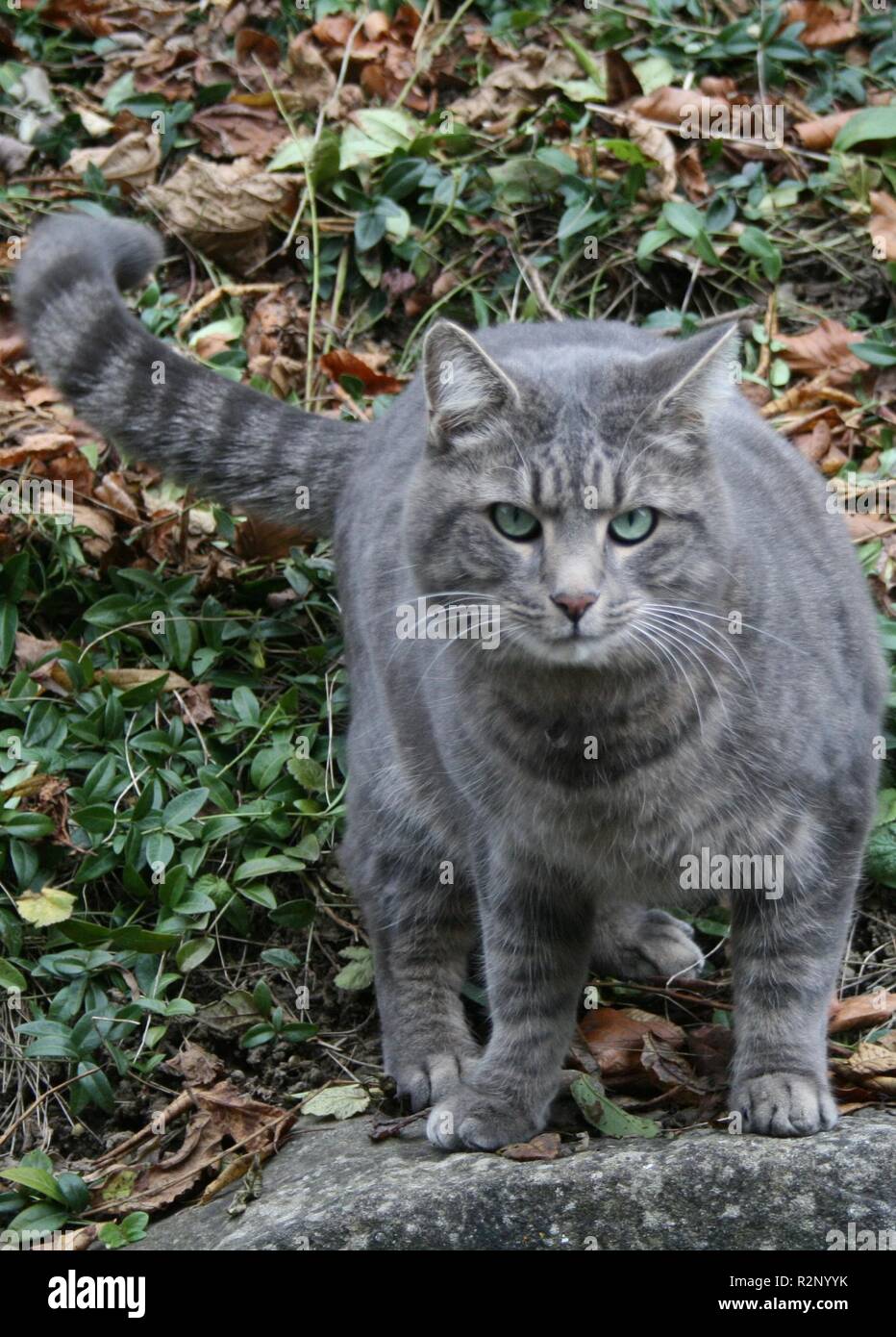 Self confidence and cat hi-res stock photography and images - Alamy