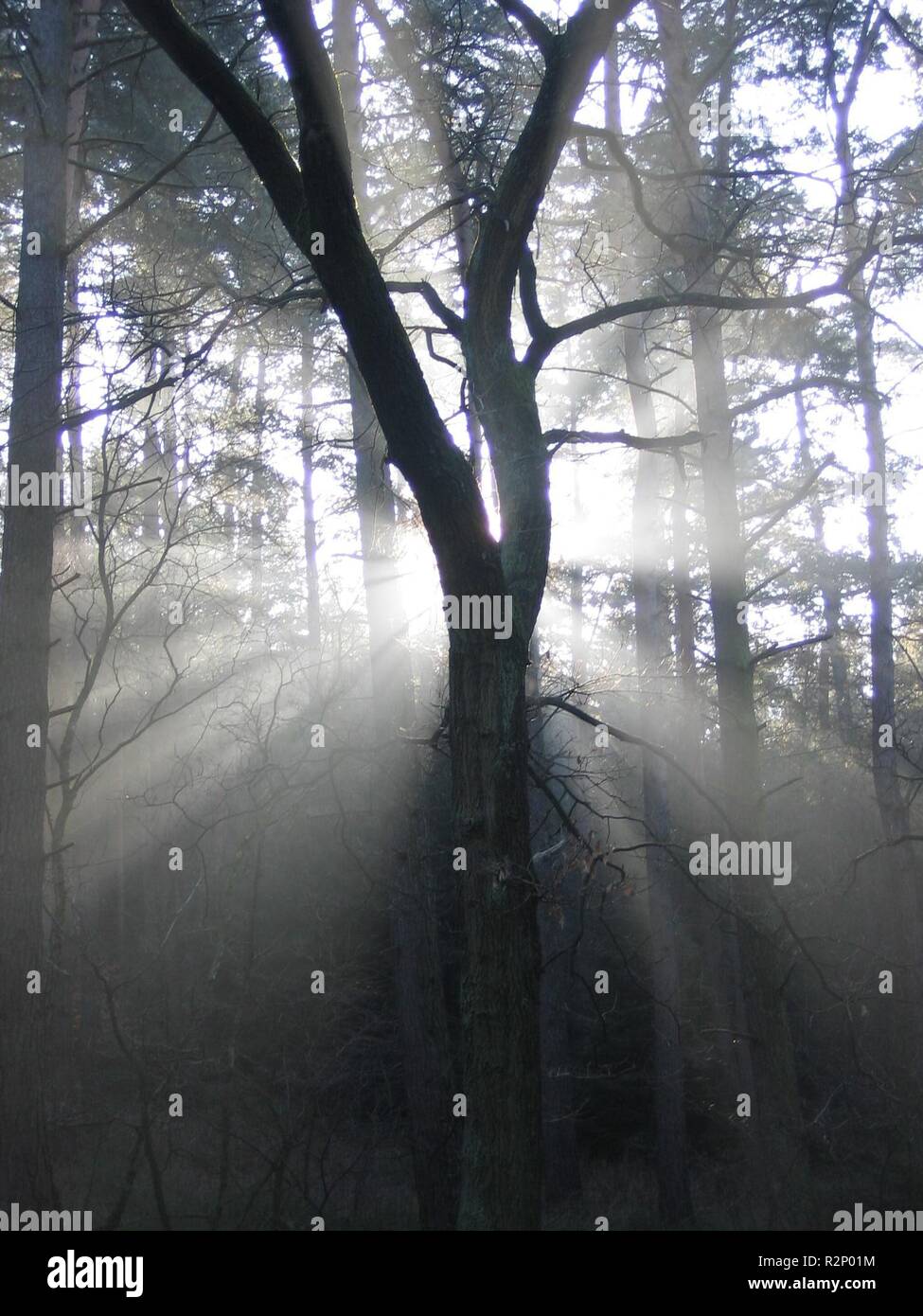 tree with aureole Stock Photo - Alamy