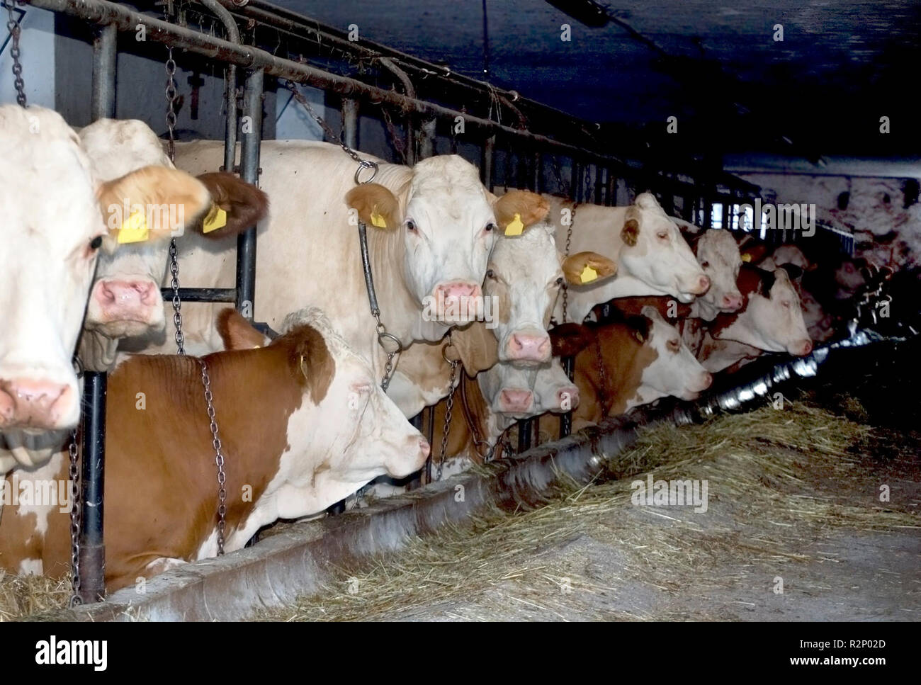Factory farming cows hi-res stock photography and images - Alamy