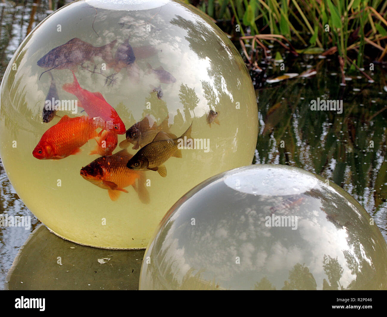 fish tv,second program Stock Photo - Alamy