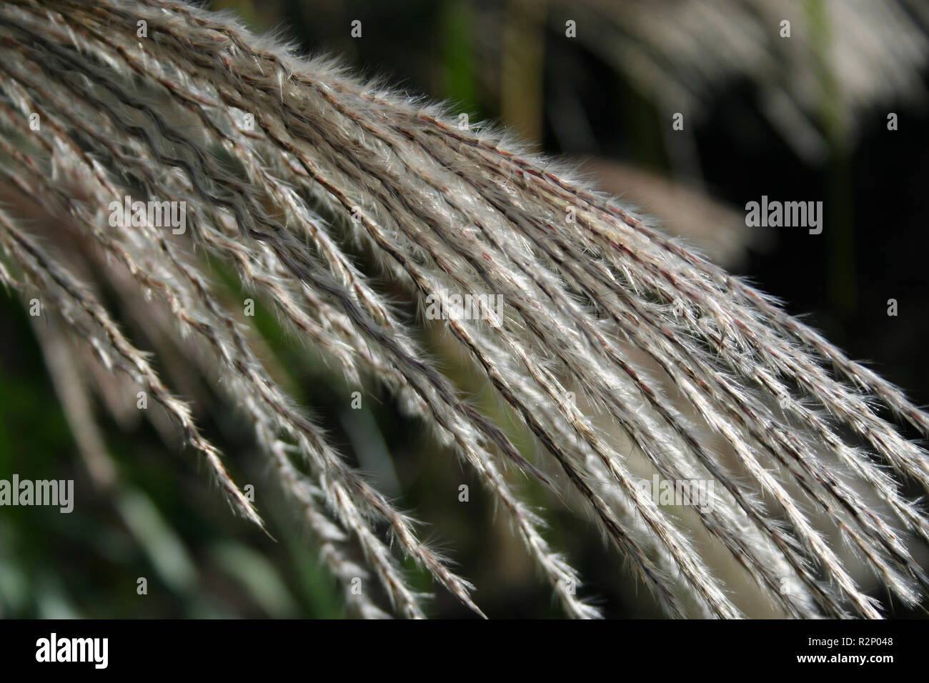 Miscanthus gigantus hi-res stock photography and images - Alamy