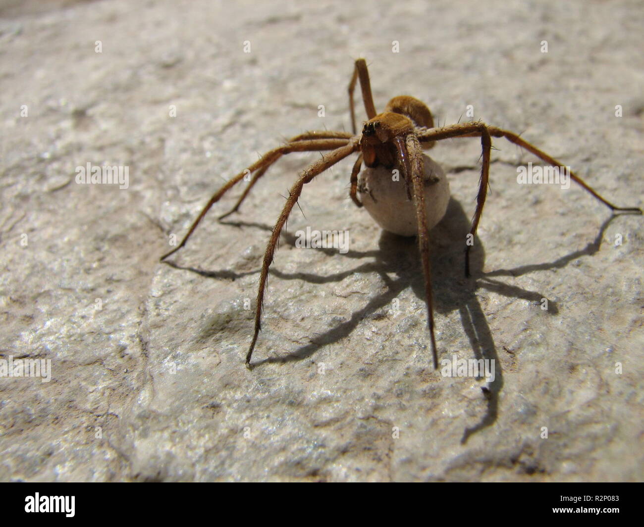 Spider rolls hi-res stock photography and images - Alamy