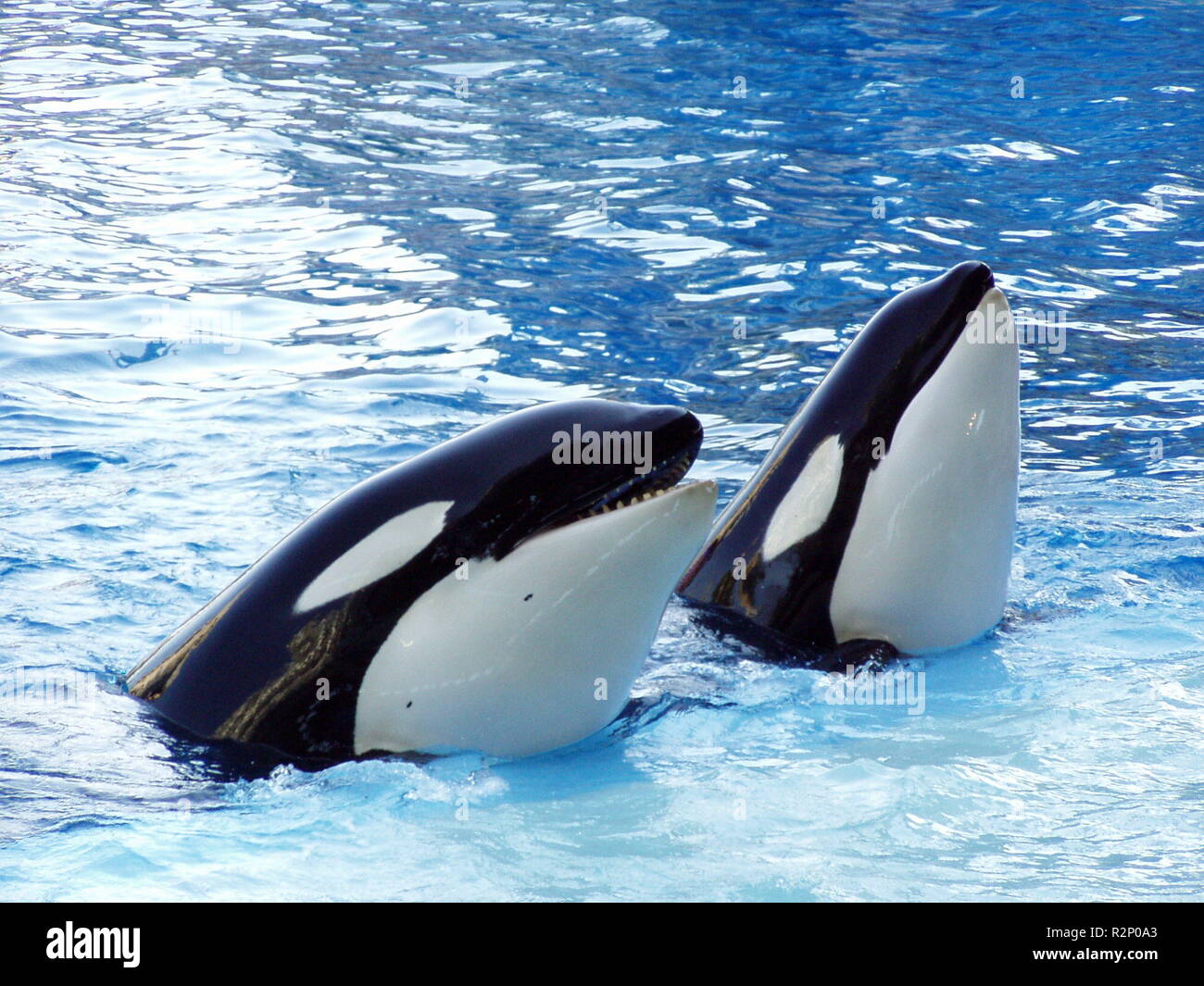Orka hi-res stock photography and images - Alamy
