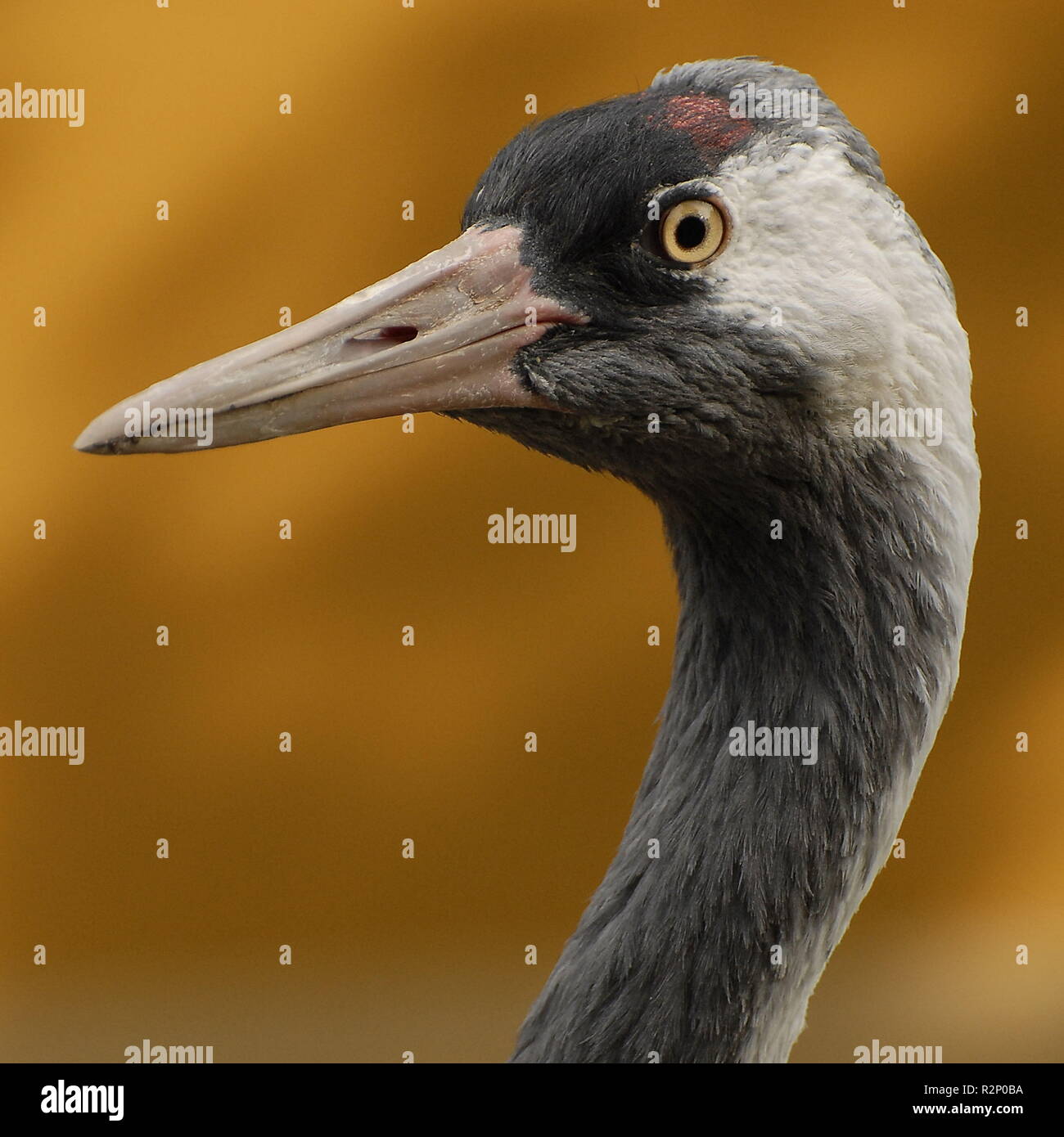 Portrait of a bird hi-res stock photography and images - Alamy