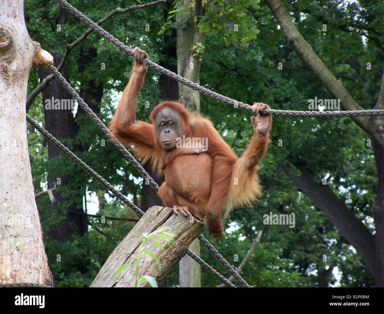 monkey climbing as master Stock Photo - Alamy