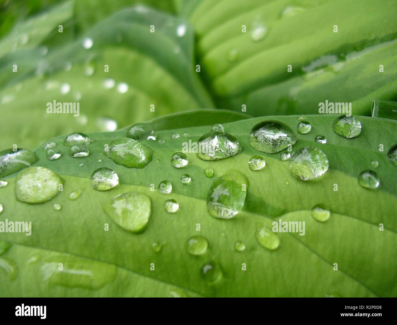 water drops on leaves Stock Photo - Alamy