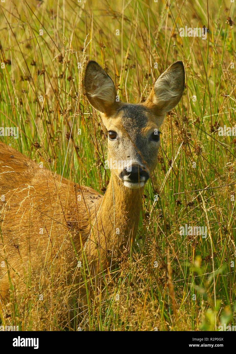 Scheues hi-res stock photography and images - Alamy