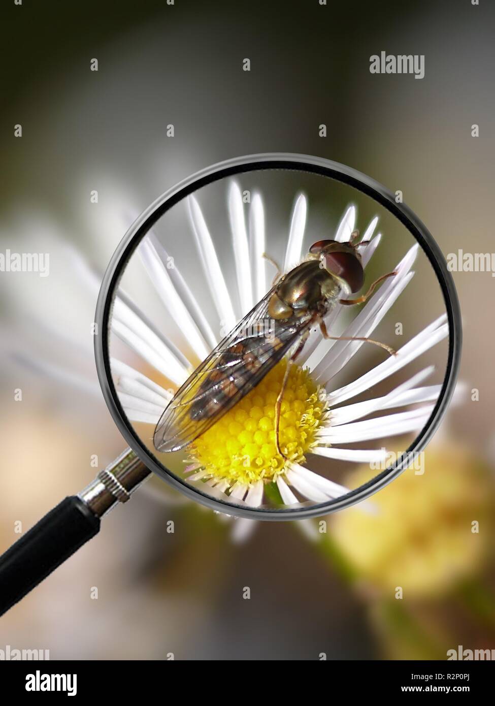 under the magnifying glass Stock Photo - Alamy