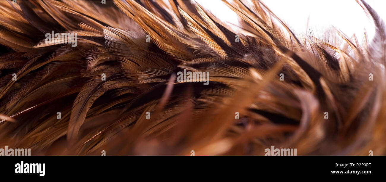 Tickle feather hi-res stock photography and images - Alamy