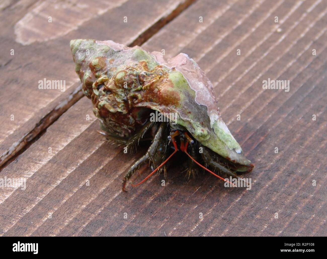 Legs eyes snail shell hi-res stock photography and images - Alamy