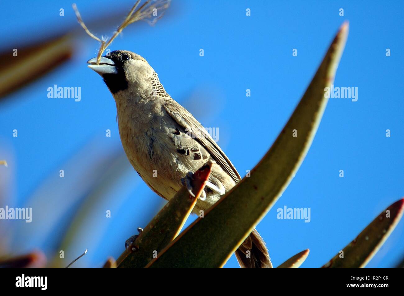 weaver bird in namibia Stock Photo - Alamy