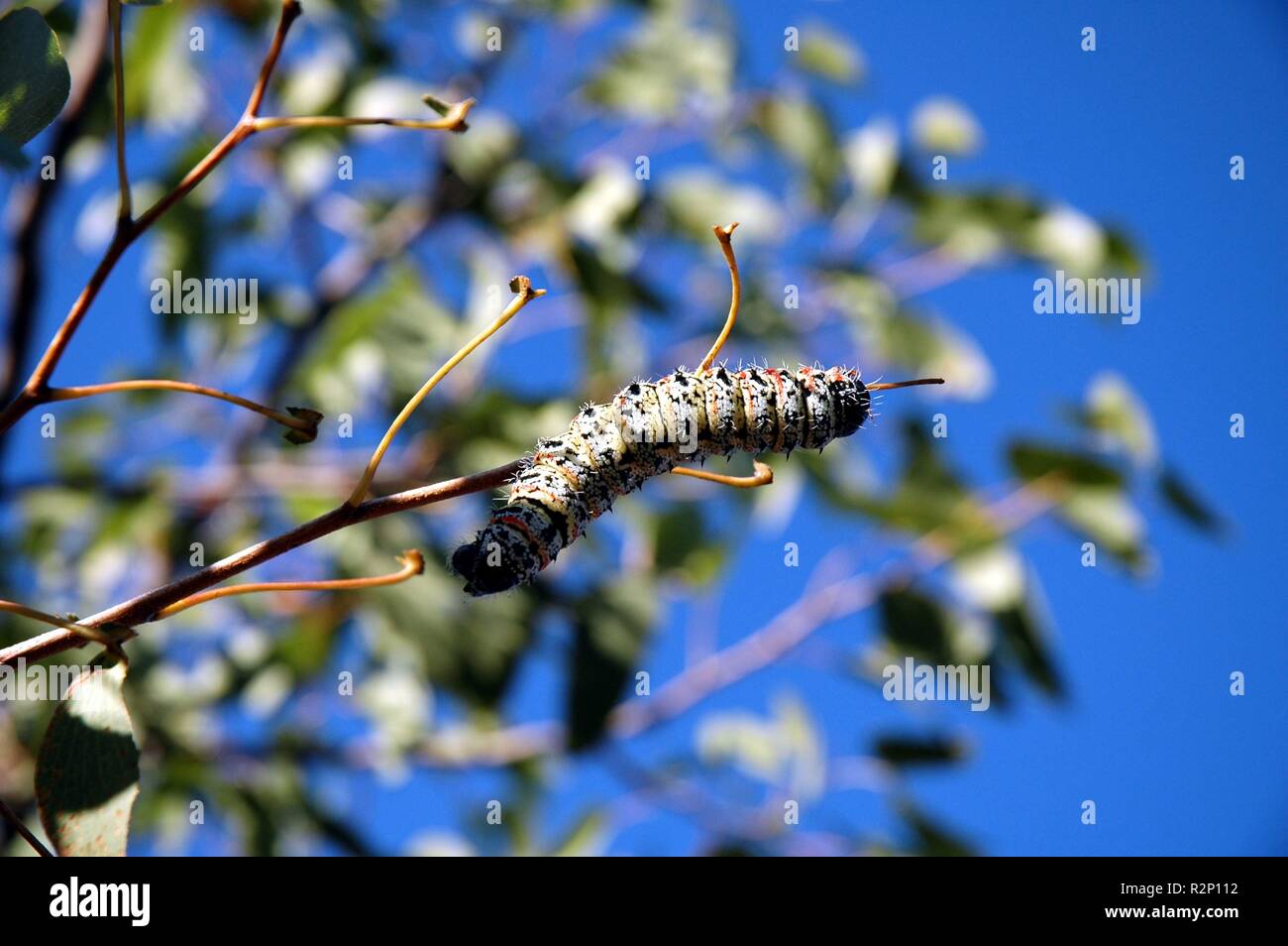 Caterpillar in tree hi-res stock photography and images - Alamy