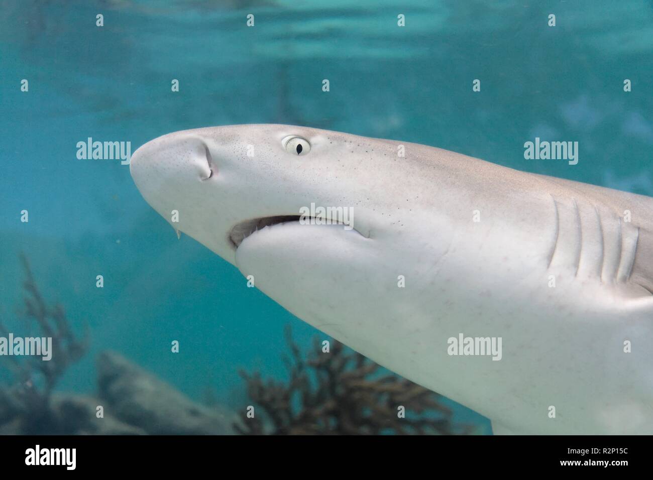 European blue shark hi-res stock photography and images - Alamy