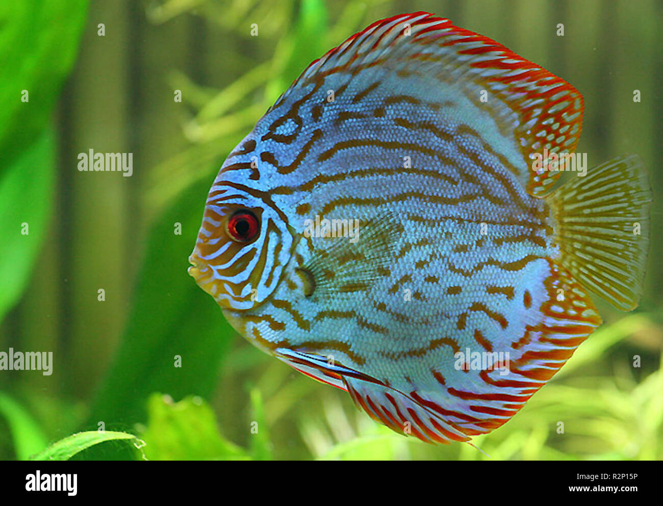 Discus Male Female Identification at Lavon Sotelo blog