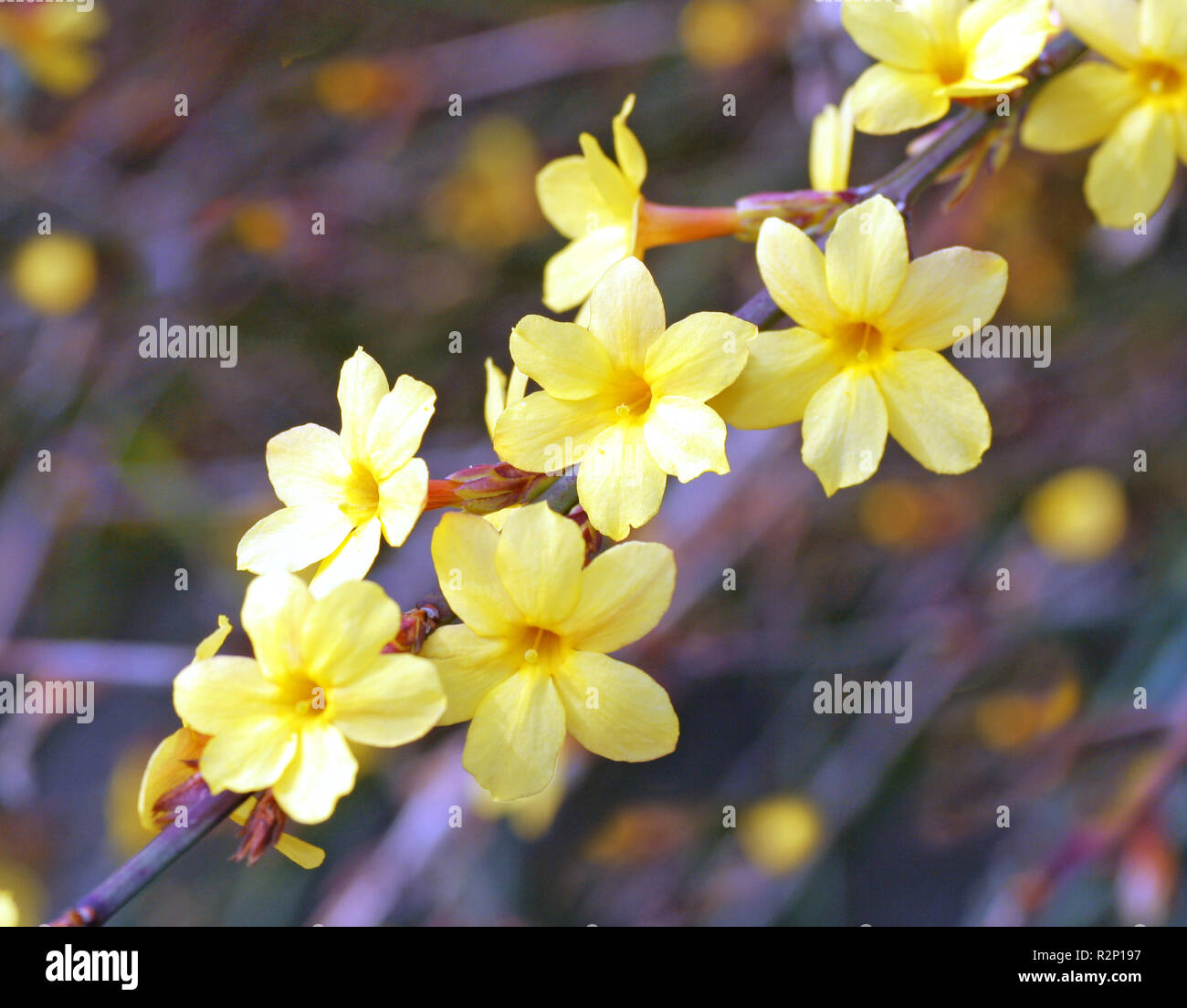 Winter jasmine garden hi-res stock photography and images - Alamy
