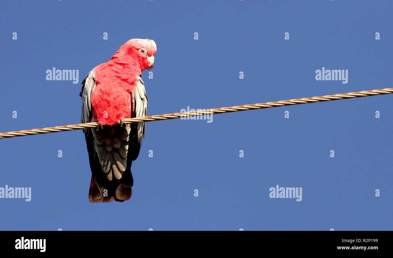 Online bird hi-res stock photography and images - Alamy