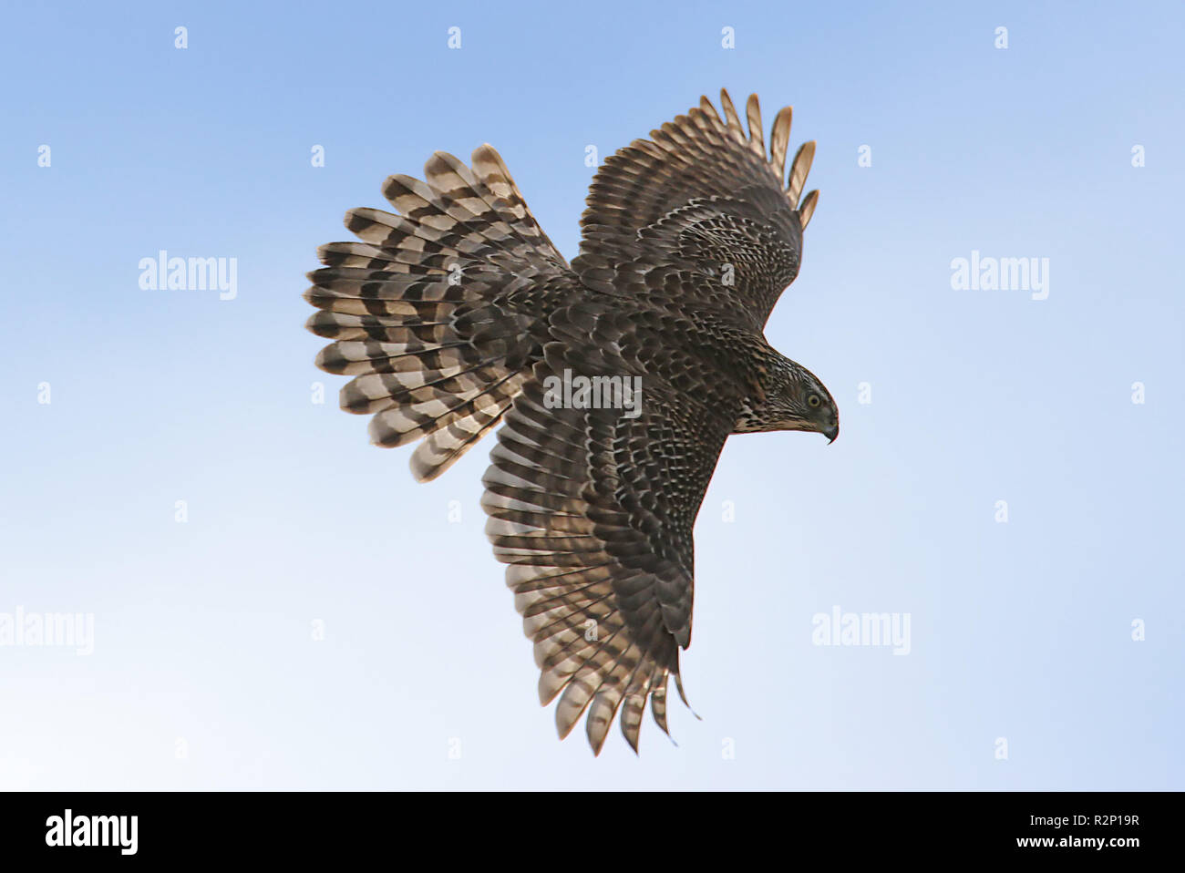 Goshawk bird of prey raptor hawk hunter predator prey hi-res stock ...
