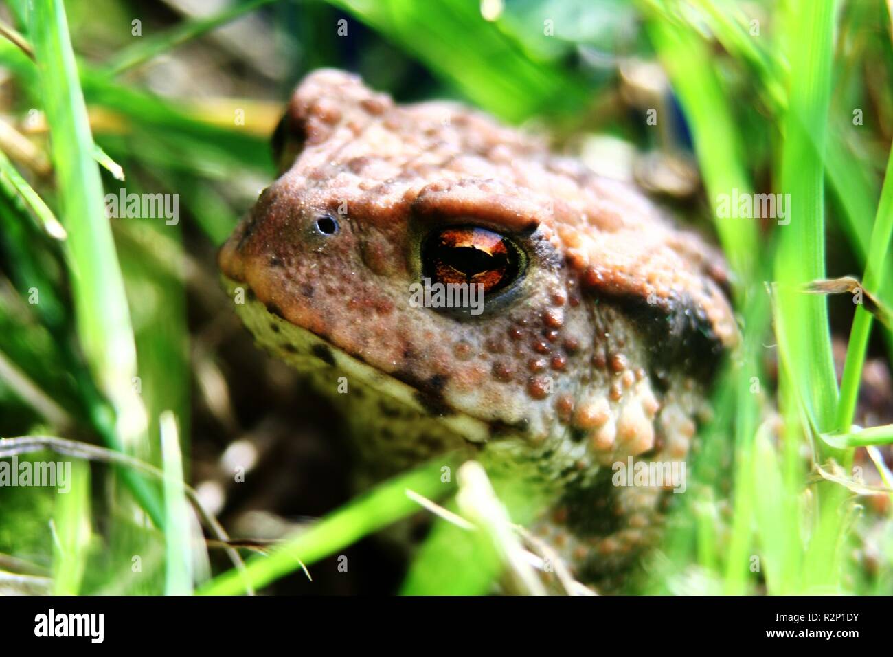 Toad conservation hi-res stock photography and images - Alamy