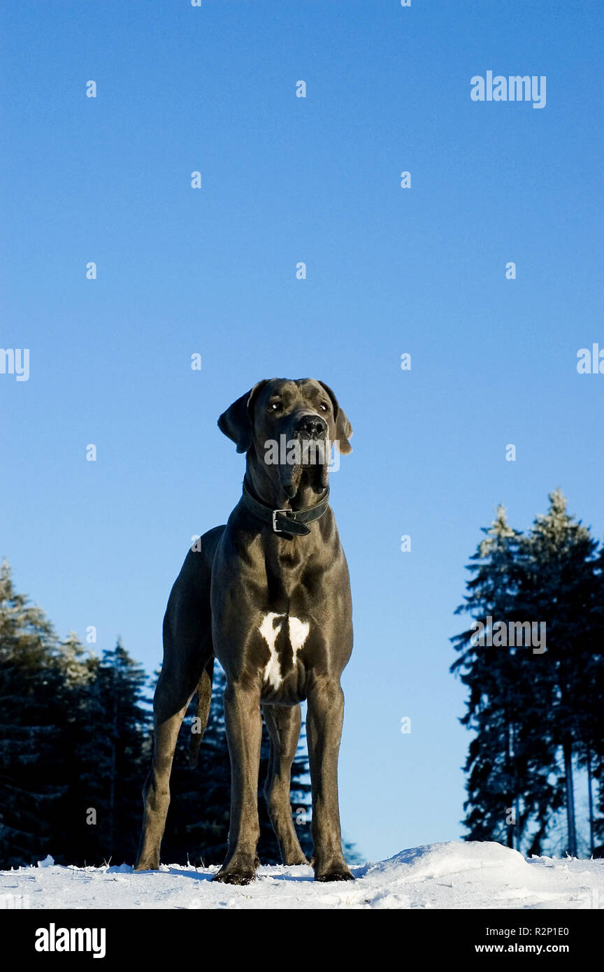 Mastiff forest hi-res stock photography and images - Alamy