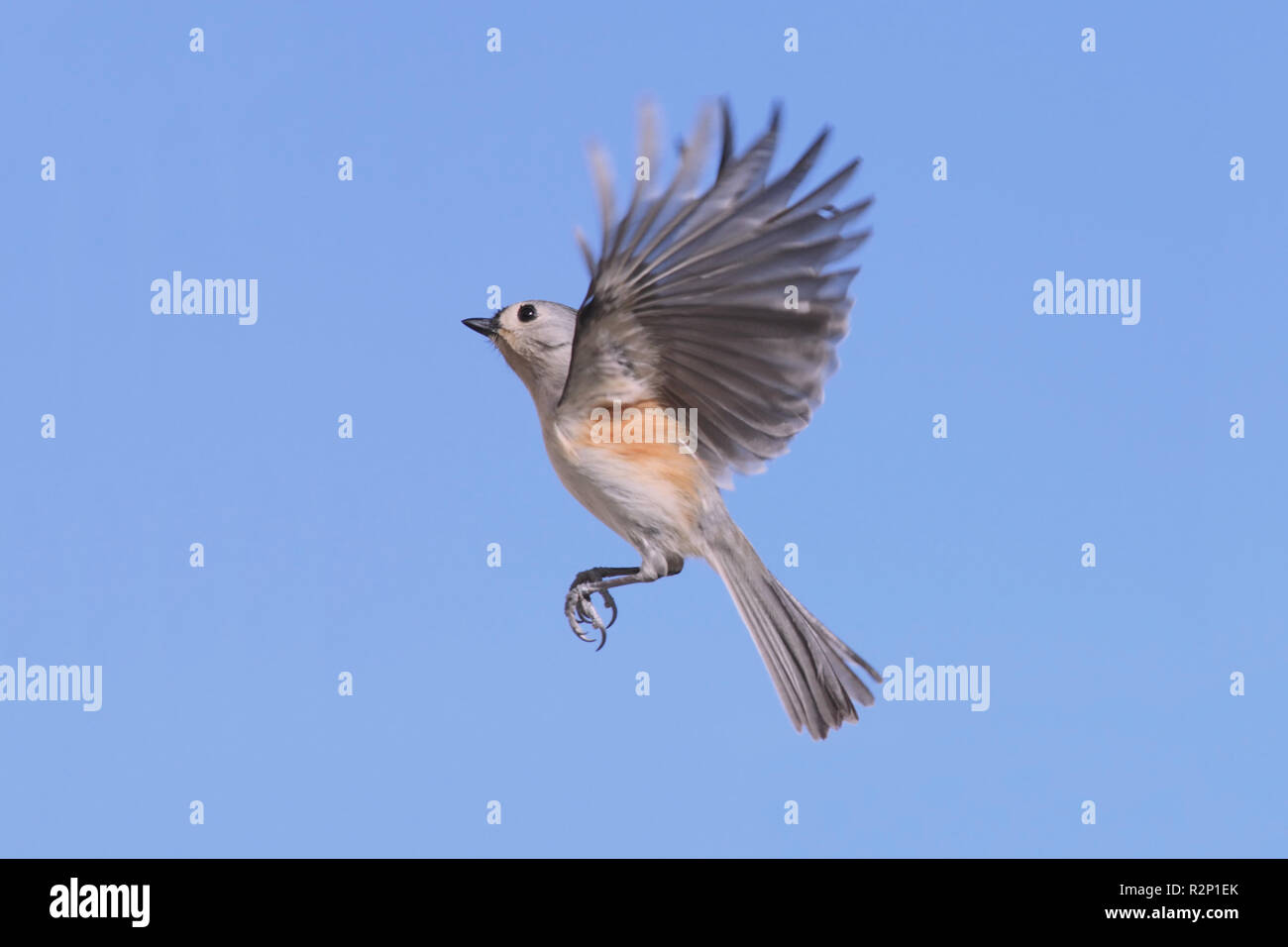 Songbirds tufted titmouse hi-res stock photography and images - Alamy