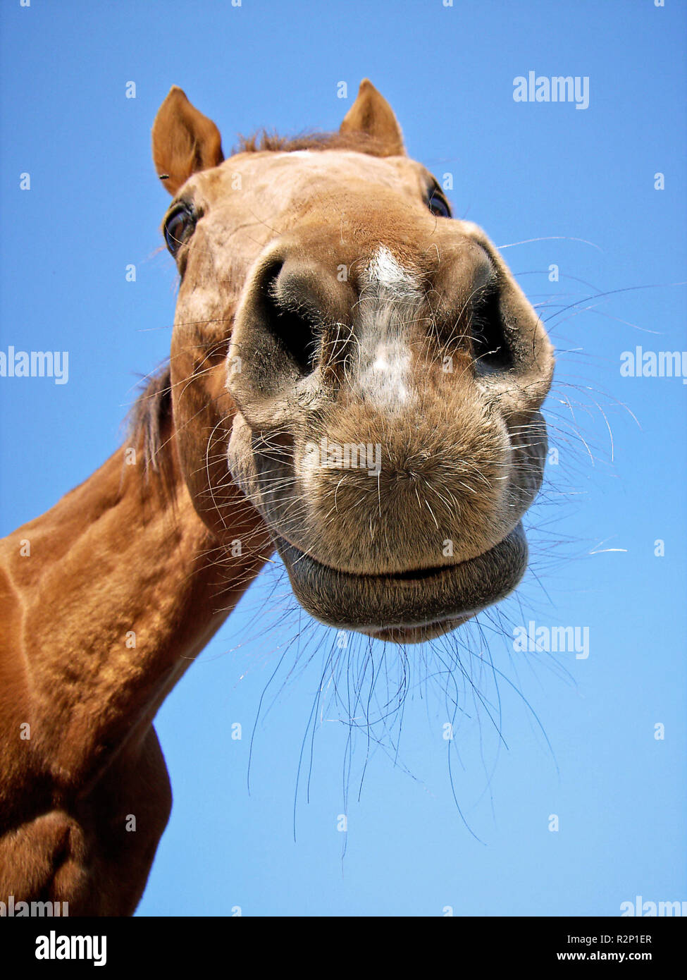 Muzzle fox hi-res stock photography and images - Alamy