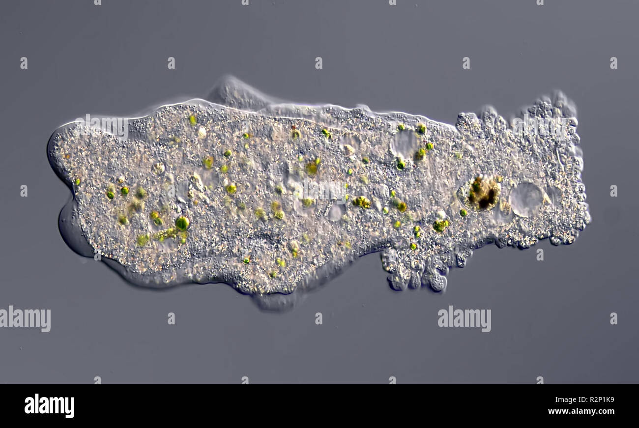 Amoeba microscope hi-res stock photography and images - Alamy