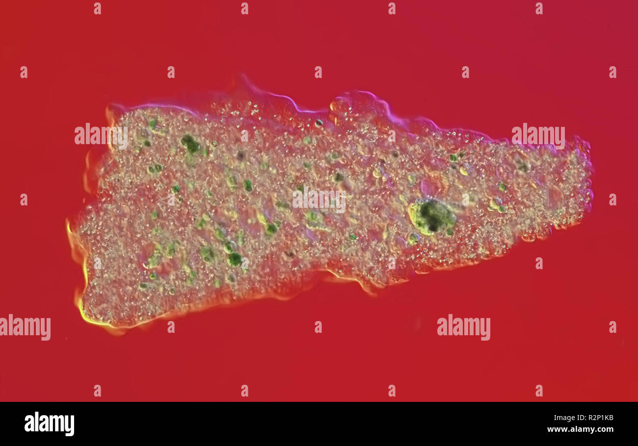 Amoeba microscope hi-res stock photography and images - Alamy
