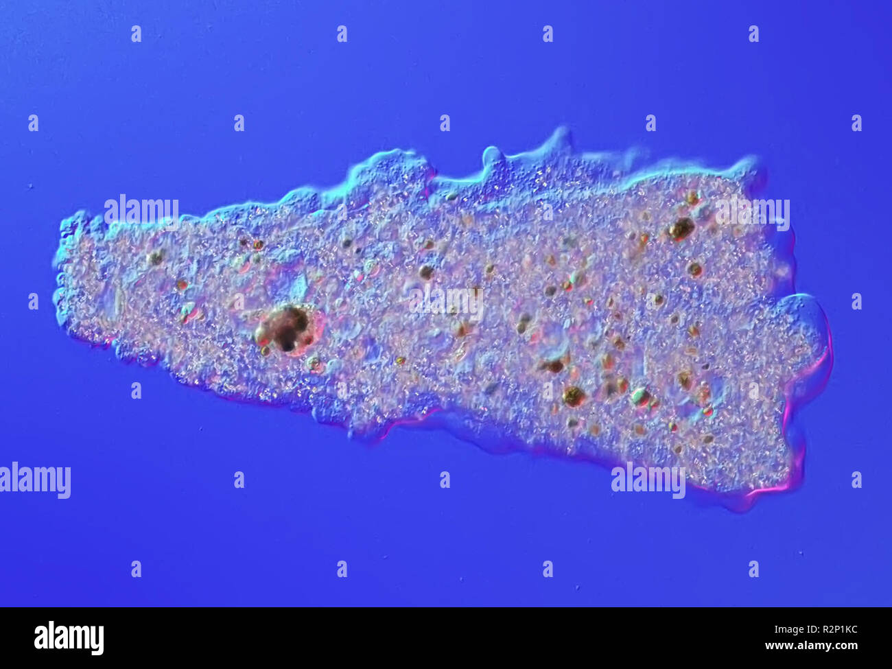 Amoeba hi-res stock photography and images - Alamy