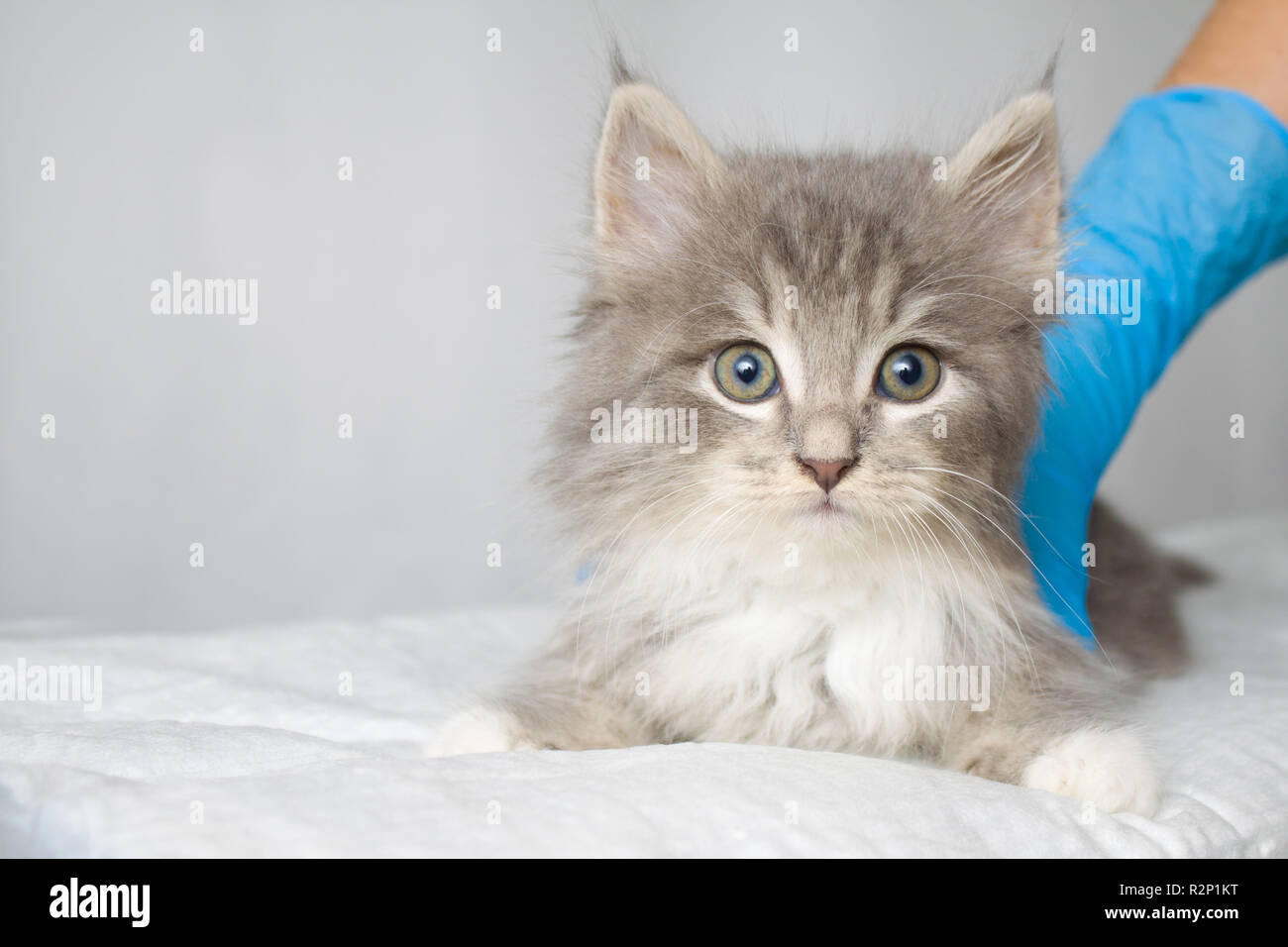 Grey Persian Little fluffy Maine coon kitte at vet clinic and hands in ...