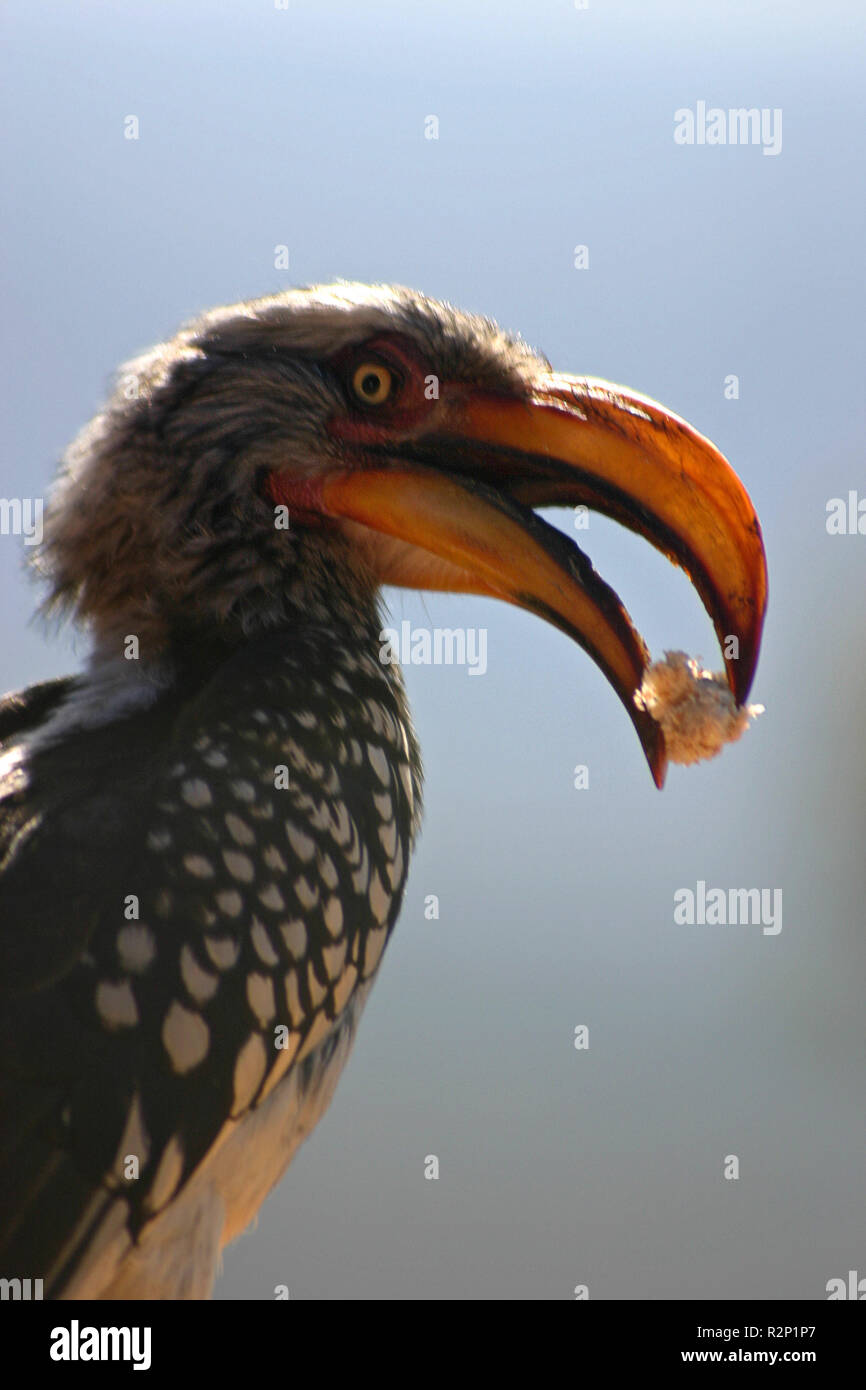 Toko toucan portrait animal bird hi-res stock photography and images ...