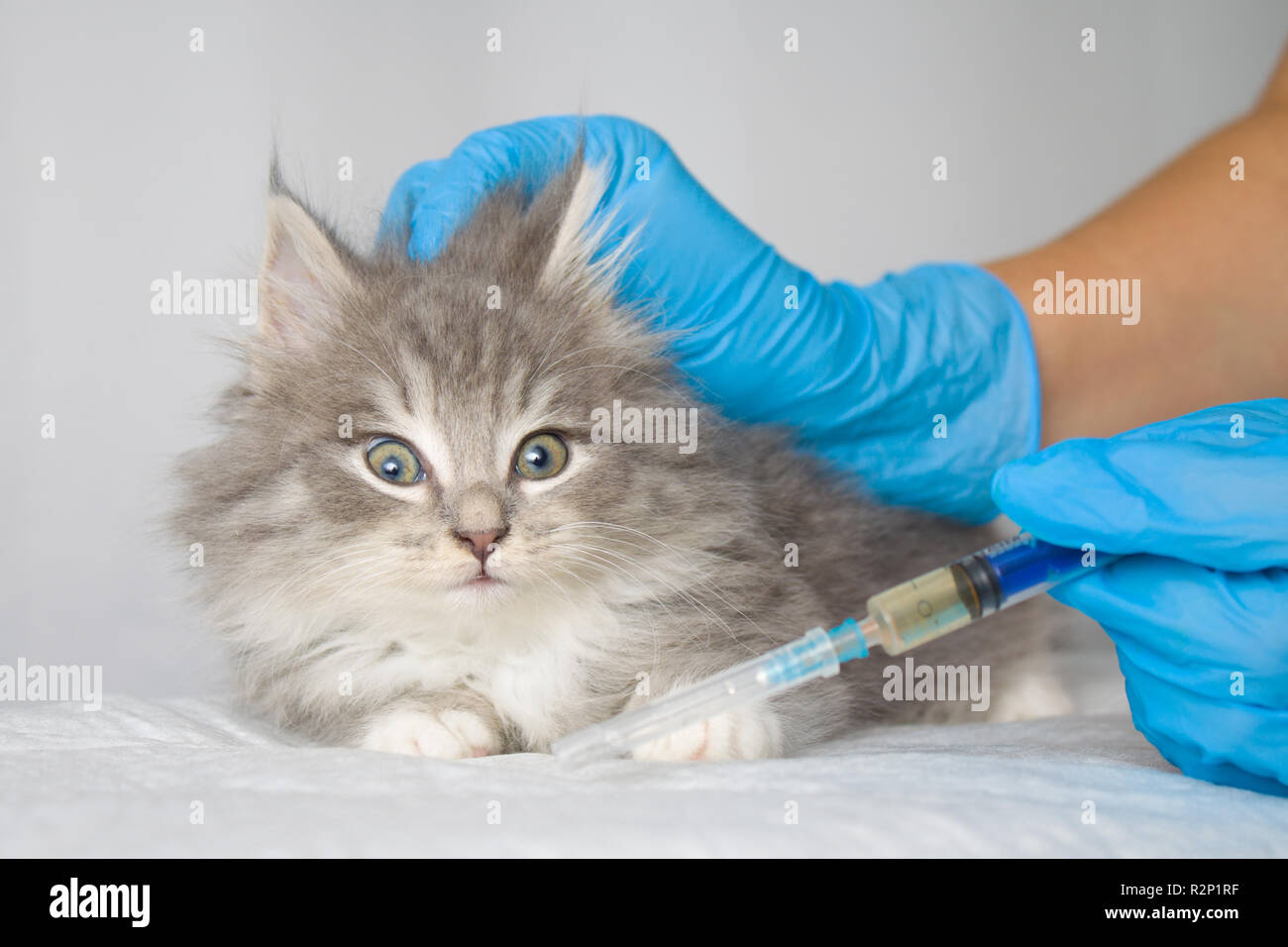 Veterinarian giving injection to Grey Persian Little fluffy Maine coon ...