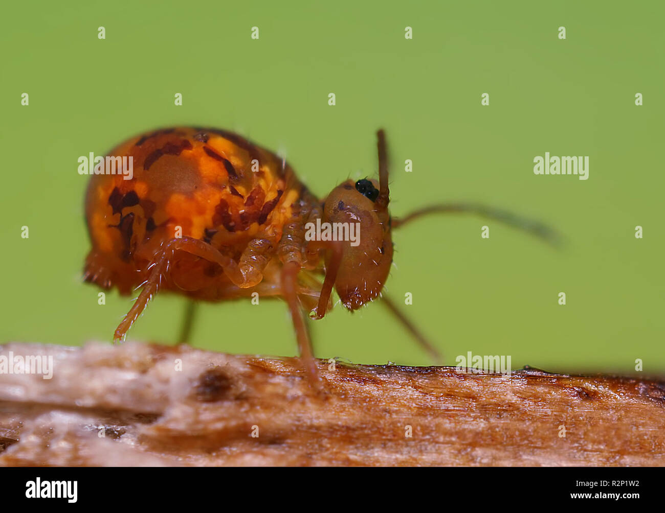 Springschwanz hi-res stock photography and images - Alamy