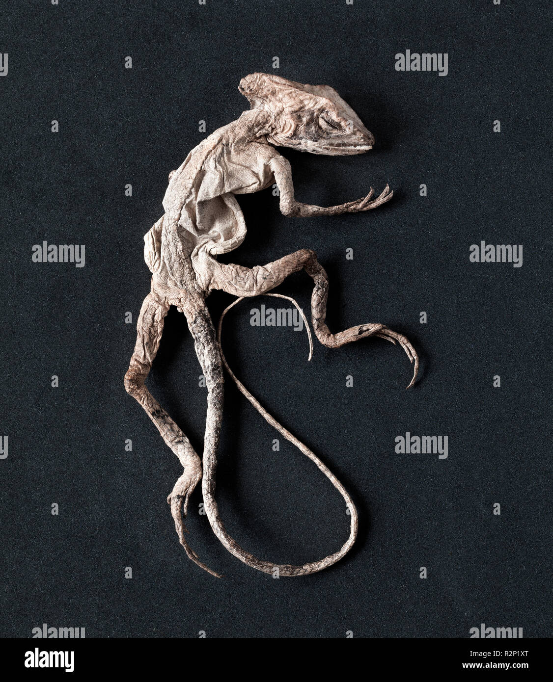 Dried or Preserved Iguana Lizard Stock Photo - Alamy