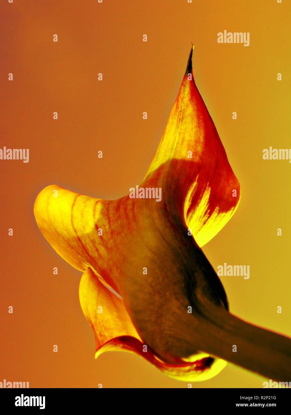 Kalla flower bright hi-res stock photography and images - Alamy