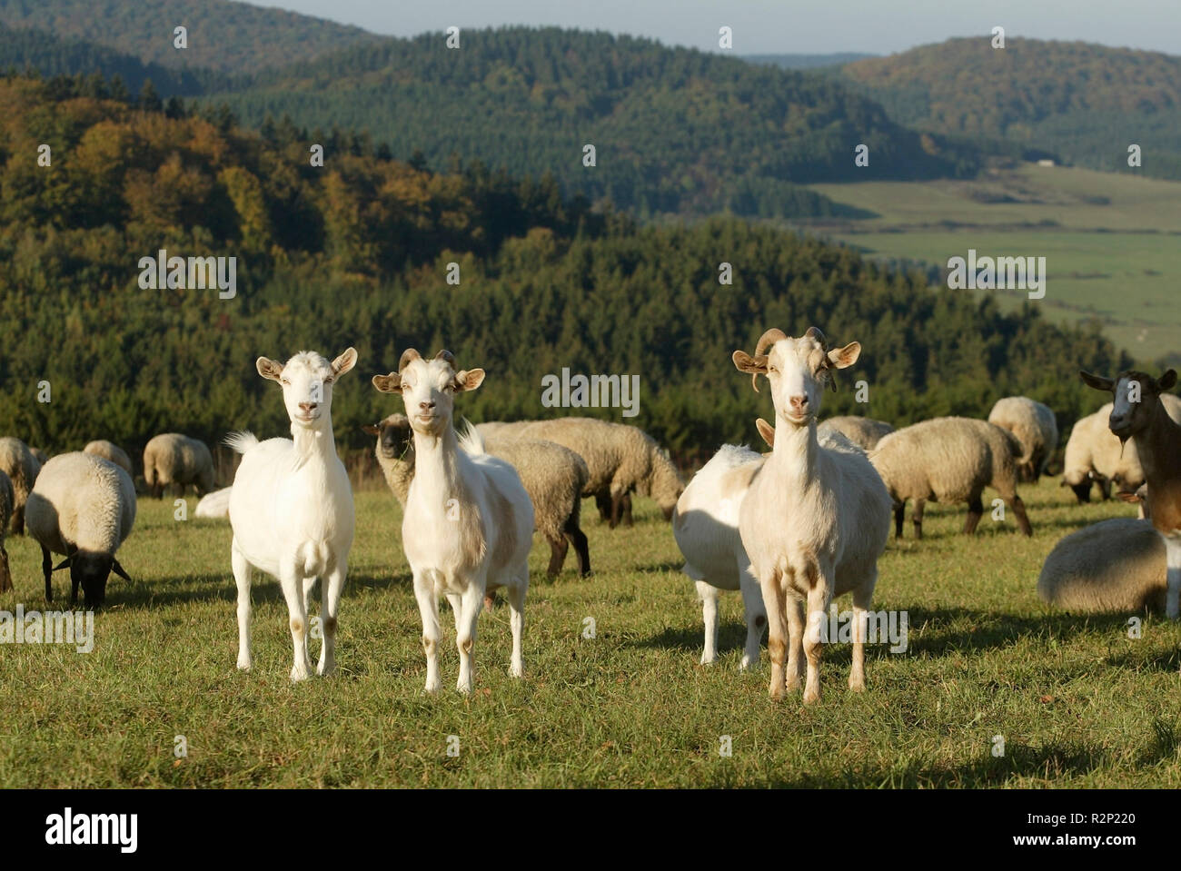 Nosy goat hi-res stock photography and images - Alamy