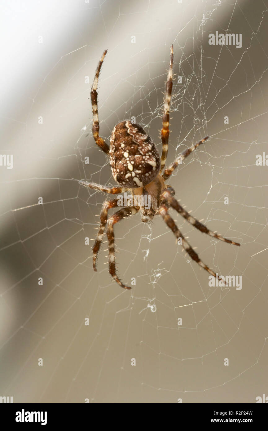 Reddish spiders hi-res stock photography and images - Alamy