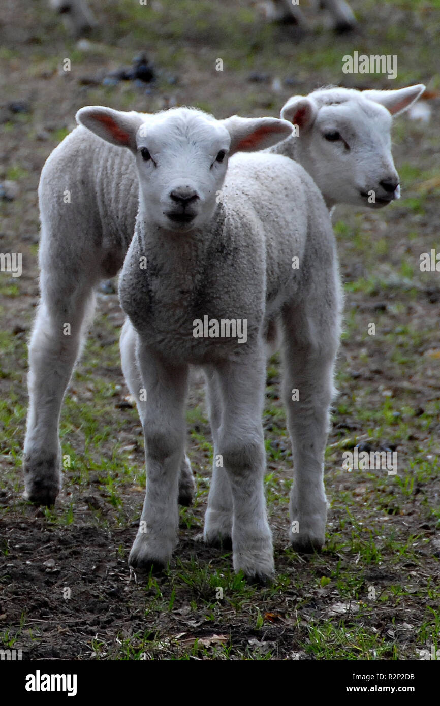 Two lamb hi-res stock photography and images - Alamy