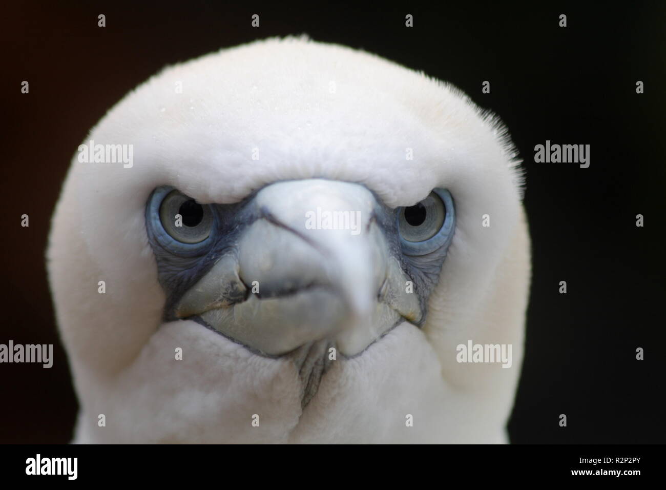 Evil looking bird hi-res stock photography and images - Alamy