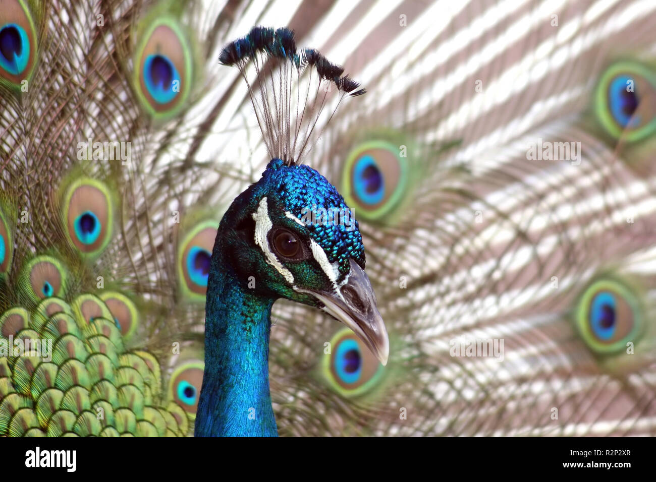 Blue beak peacock beaks hi-res stock photography and images - Alamy