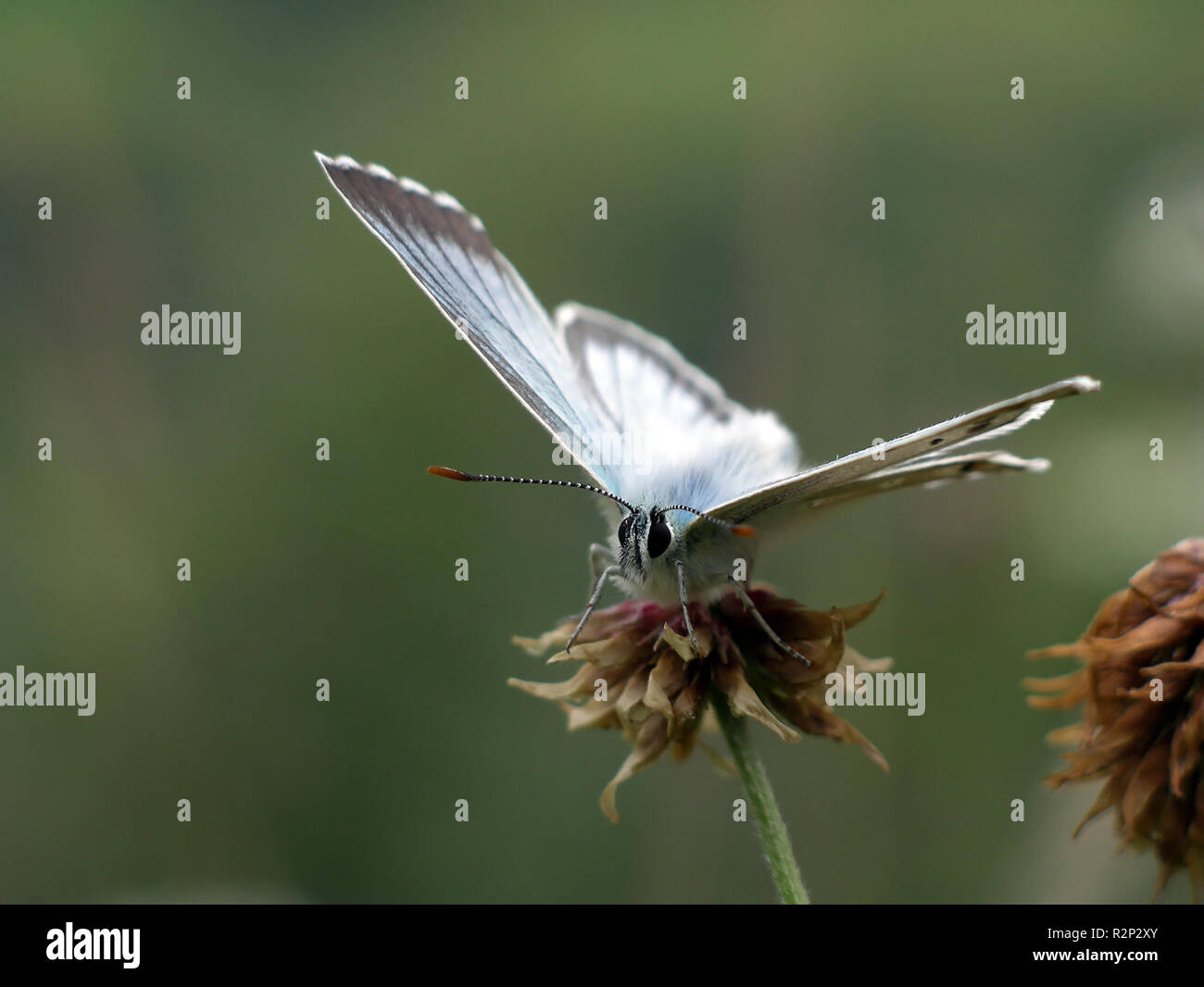 Perfect flying butterfly hi-res stock photography and images - Alamy