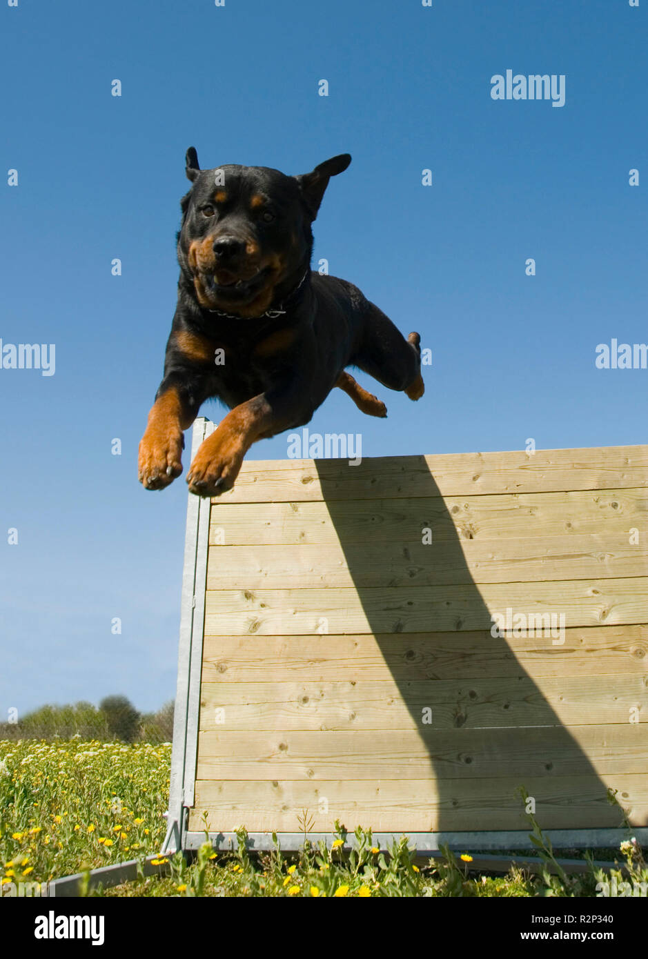 Dog rottweiler jumping agility hi-res stock photography and images - Alamy